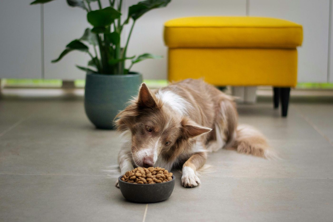 Xantara Hundefutter Test – Natürliches Premiumfutter im ehrlichen Vergleich